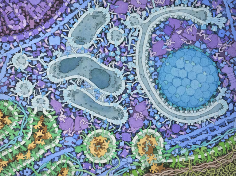 ustration of an autophagosome (light blue double-membrane to the right ...